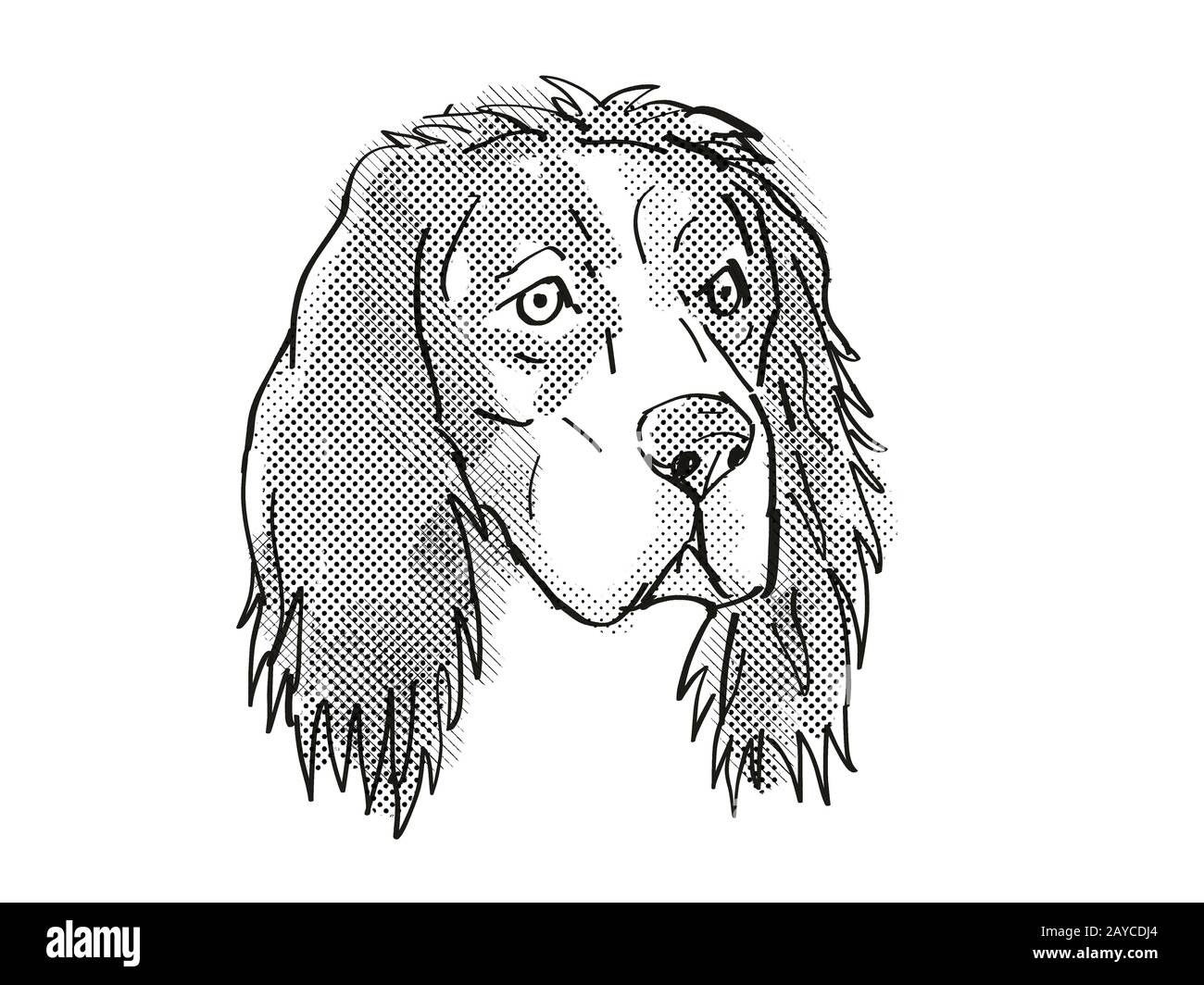 English Setter Dog Breed Cartoon Retro Drawing Stock Photo - Alamy