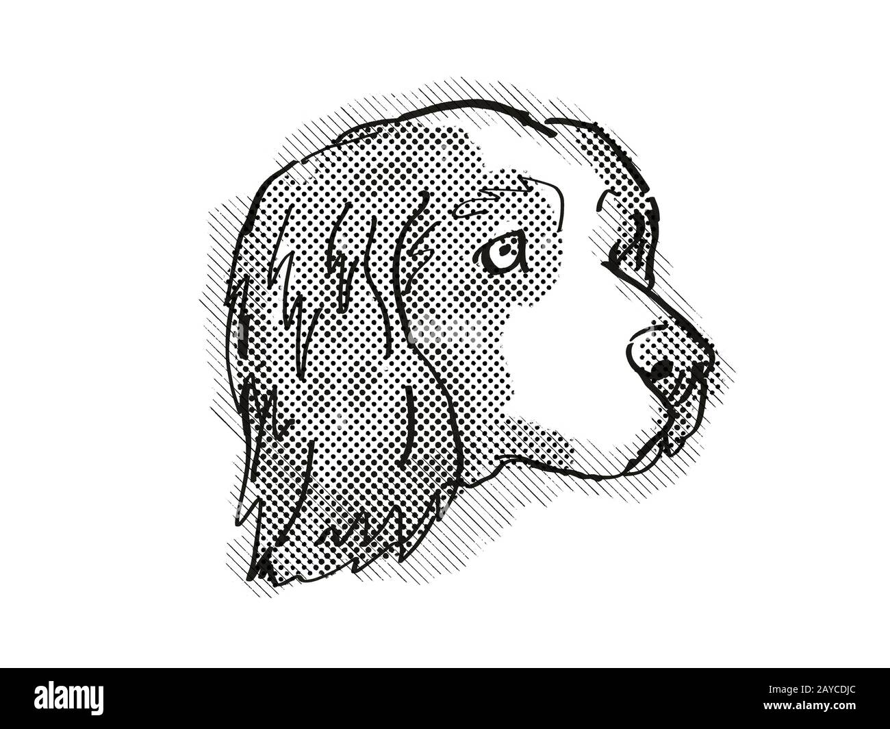 Clumber Spaniel Dog Breed Cartoon Retro Drawing Stock Photo - Alamy
