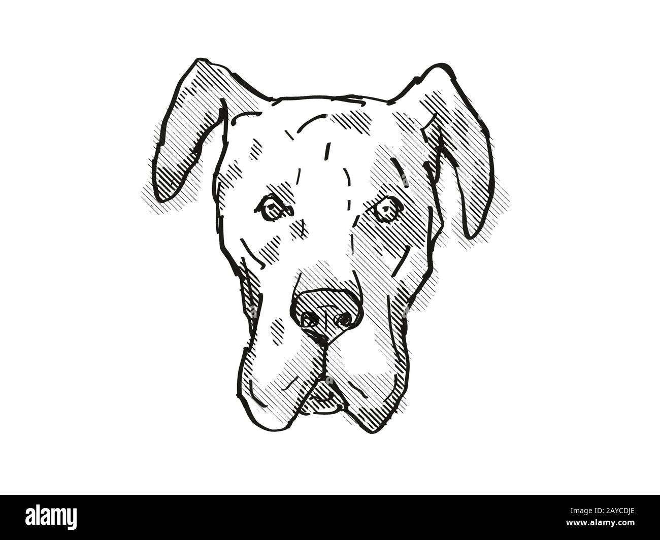 Great Dane Dog Breed Cartoon Retro Drawing Stock Photo - Alamy