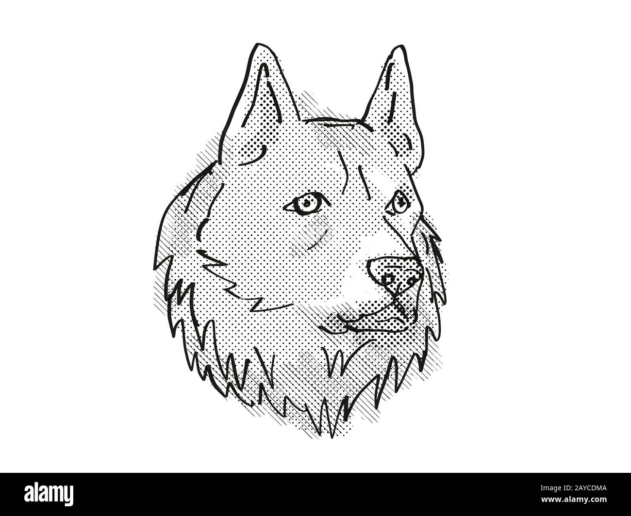 Finnish Spitz Dog Breed Cartoon Retro Drawing Stock Photo - Alamy