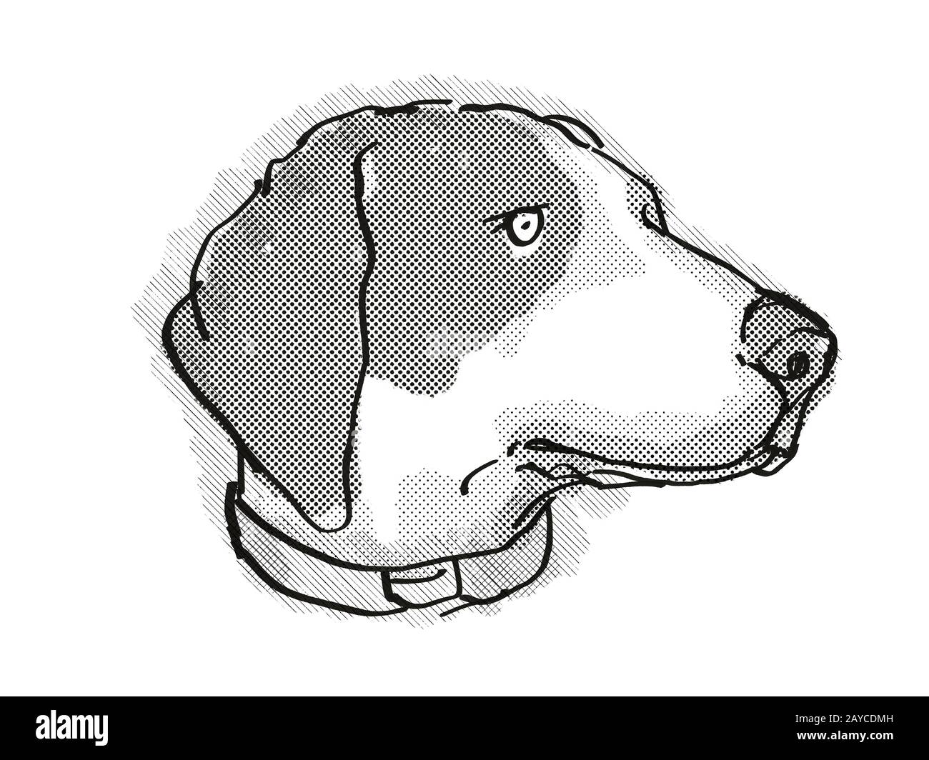 Coonhound illustration hi-res stock photography and images - Alamy