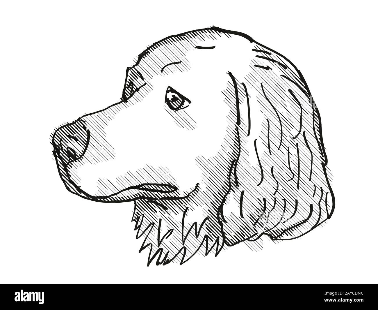 Great Pyrenees Dog Breed Cartoon Retro Drawing Stock Photo - Alamy