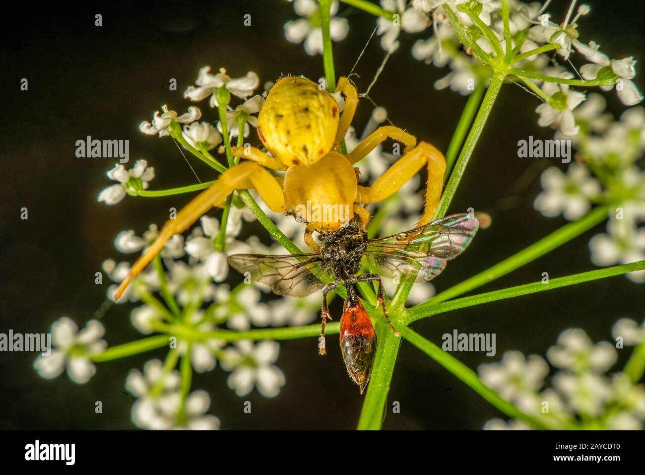 Yellow crab spider Stock Photo - Alamy