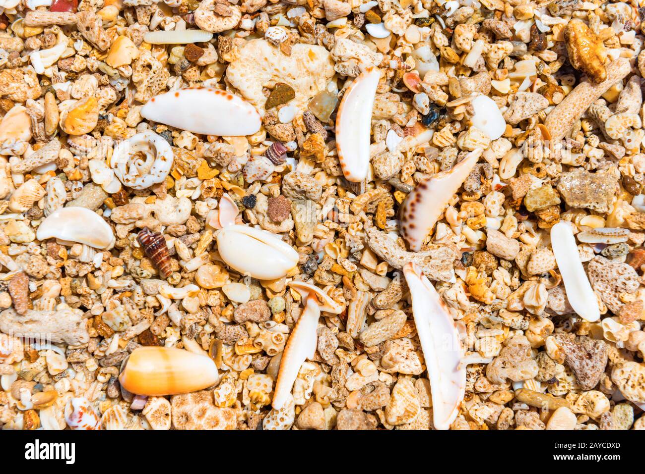 Sea shells at coral beach as background Stock Photo - Alamy
