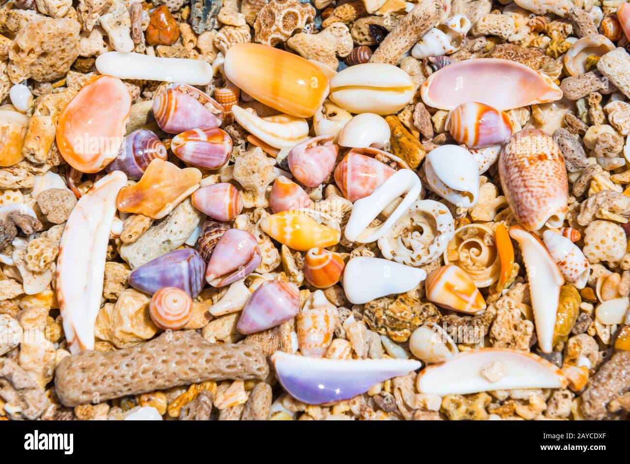 Empty sea shells hi-res stock photography and images - Alamy
