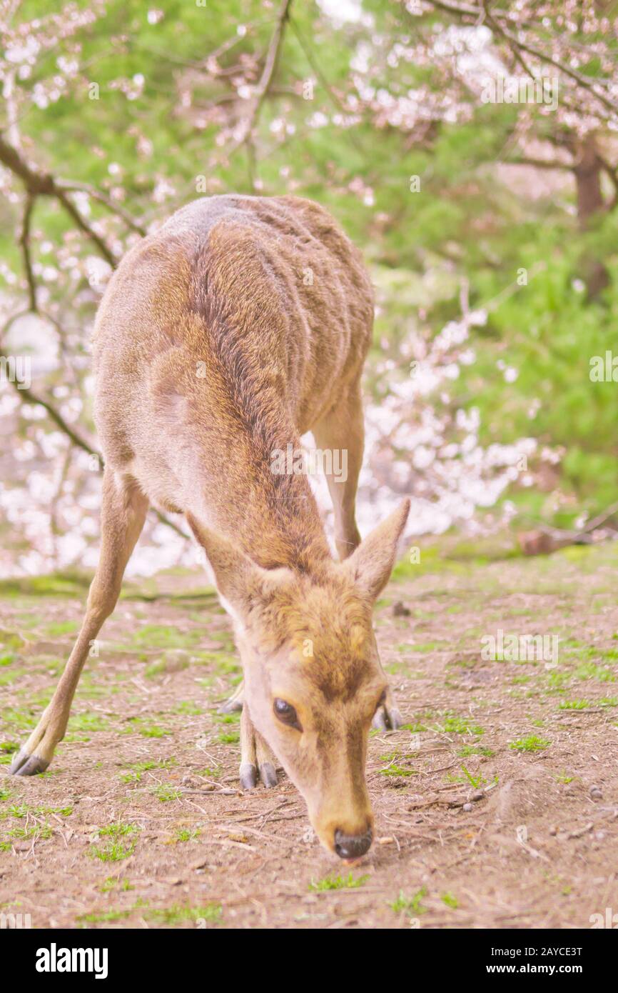 The deer under the cherry tree Stock Photo - Alamy