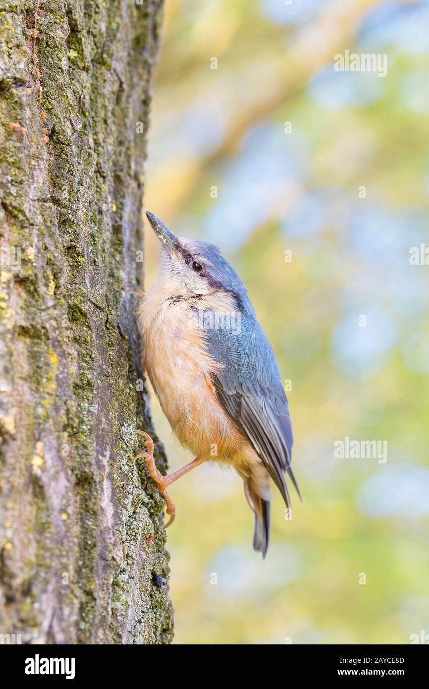 Juvenile nuthatch climbing in oak tree trunk Stock Photo - Alamy