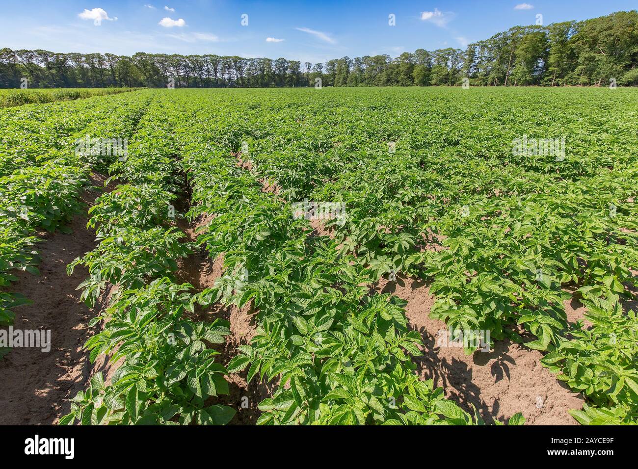 Landscape with potato plants in dutch potato field Stock Photo - Alamy