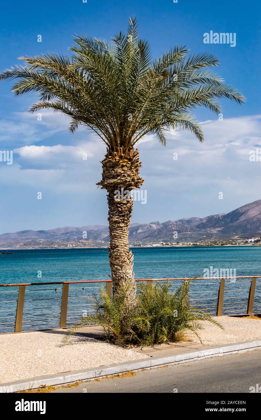 Palm tree alone on the sidewalk Stock Photo - Alamy