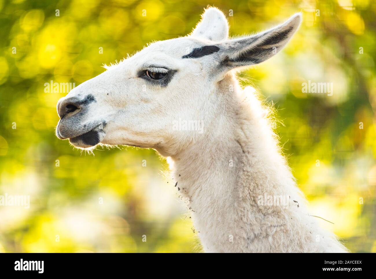 Full white llama (Lama glama) head and neck closeup Stock Photo - Alamy