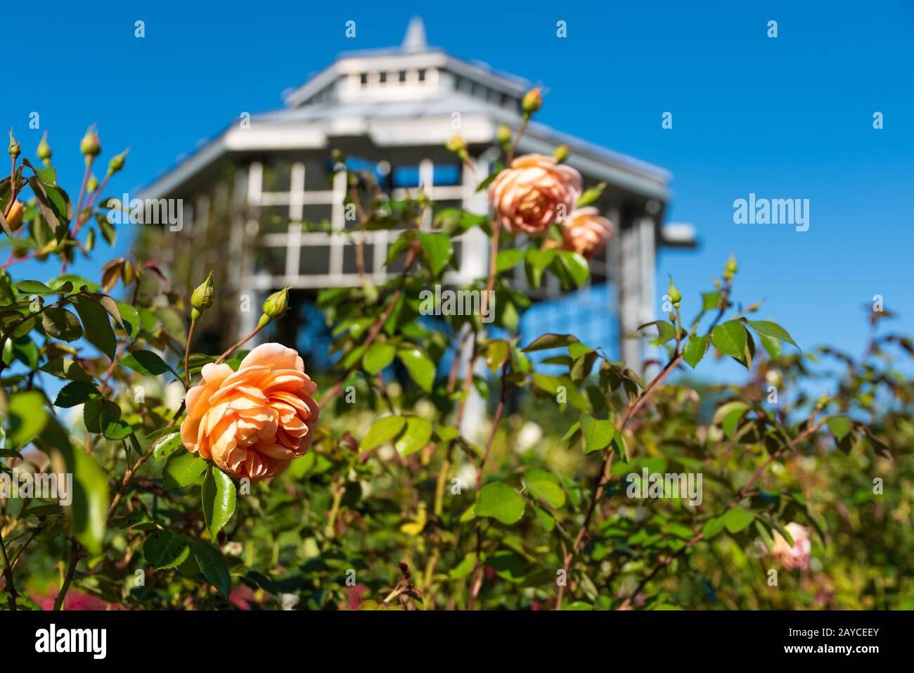 Outdoor wooden gazebo with roses and summer landscape background Stock ...