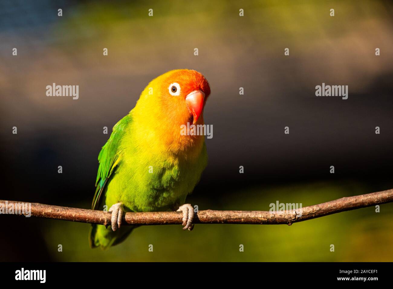 Beautiful parrot, Sun Conure on tree branch Stock Photo - Alamy