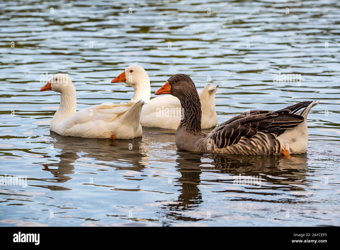 Swiming geese hi-res stock photography and images - Alamy
