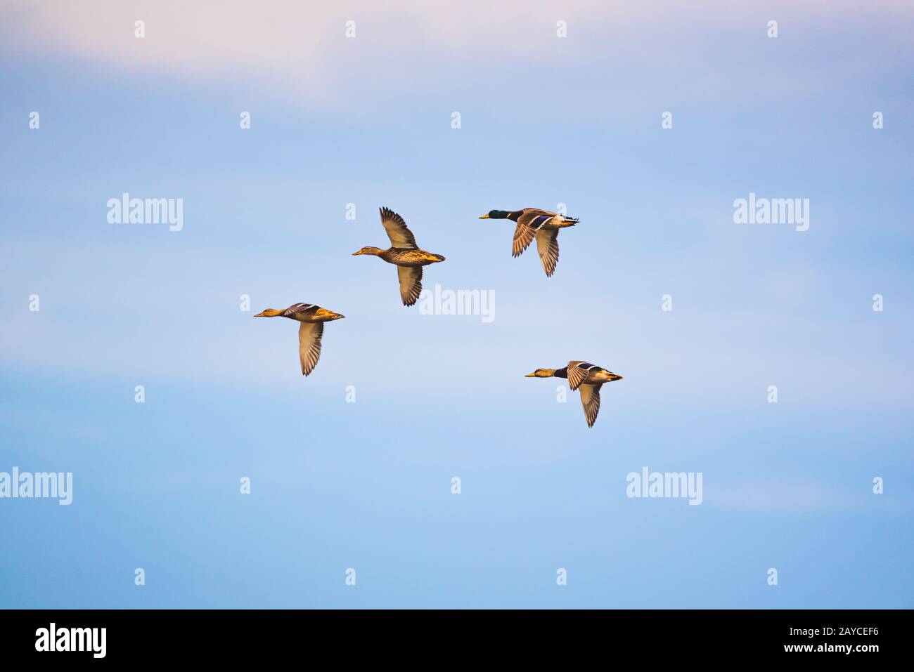 Blue bird flying sequence hi-res stock photography and images - Alamy