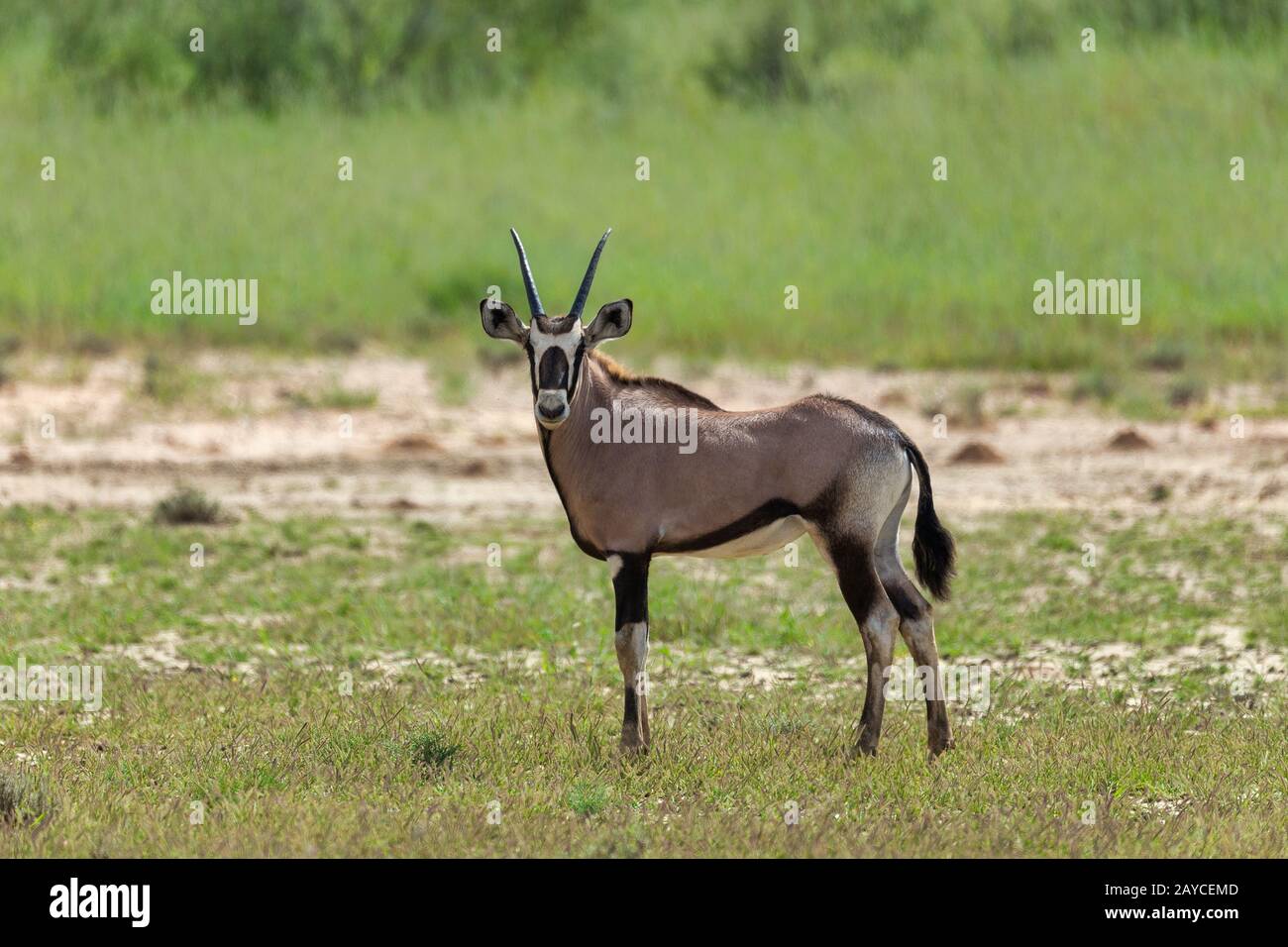 Baby oryx hi-res stock photography and images - Alamy