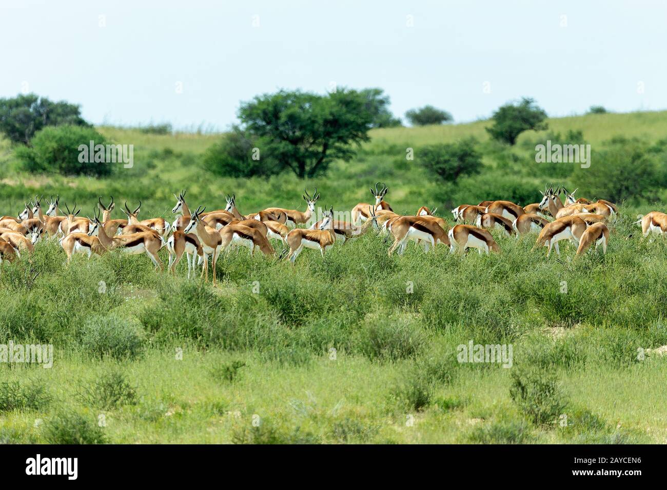 herd of Springbok in kalahari, South Africa wildlife Stock Photo - Alamy