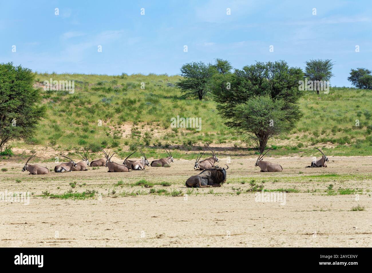 Baby Oryx High Resolution Stock Photography and Images - Alamy