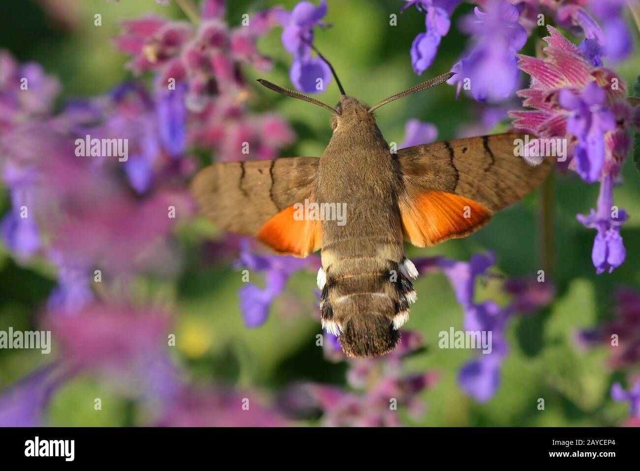 Dove tail hi-res stock photography and images - Alamy