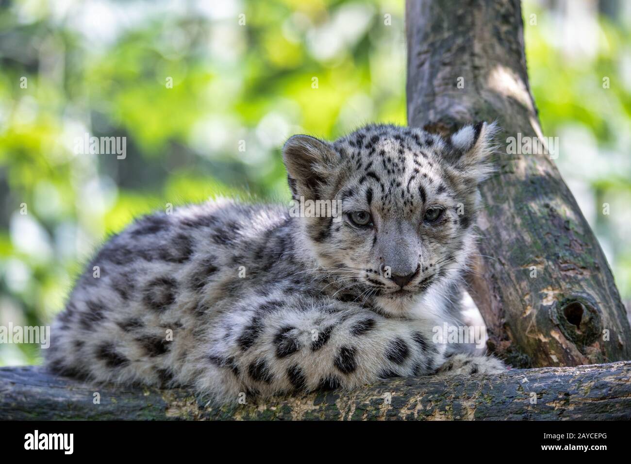 cute kitten of Snow Leopard cat, Irbis Stock Photo - Alamy