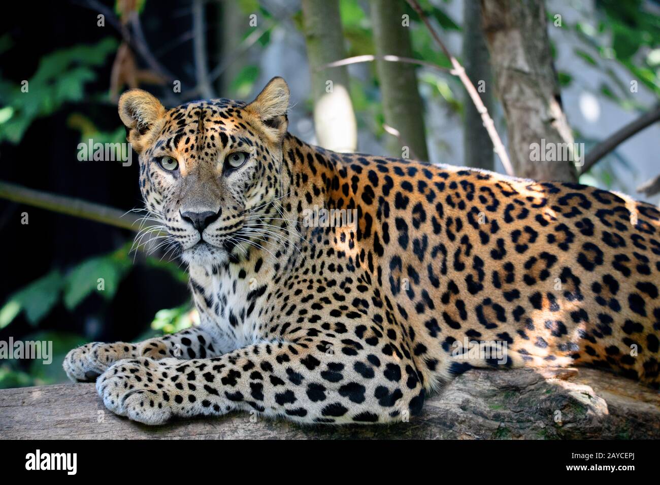Sri Lanka Ceylon Leopard, Panthera pardus kotiya Stock Photo - Alamy
