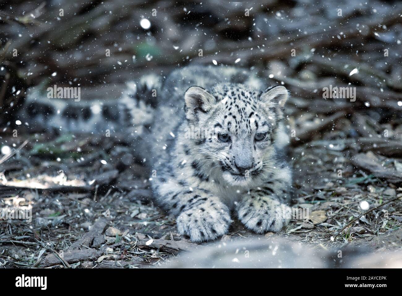 cute kitten of Snow Leopard cat, Irbis Stock Photo - Alamy