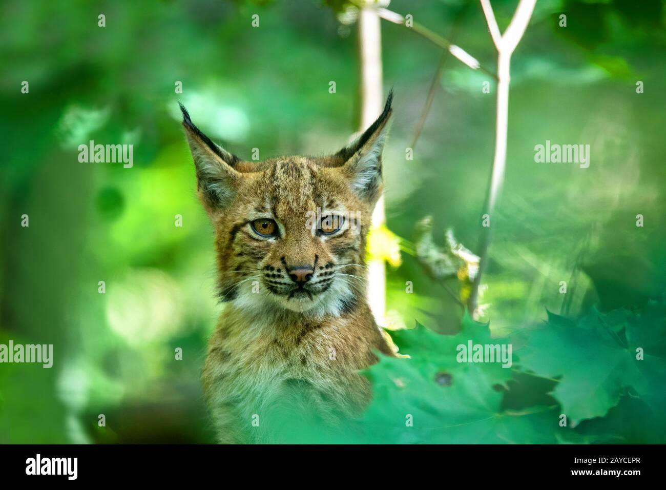 cute small kitten of Lynx Lynx Stock Photo - Alamy
