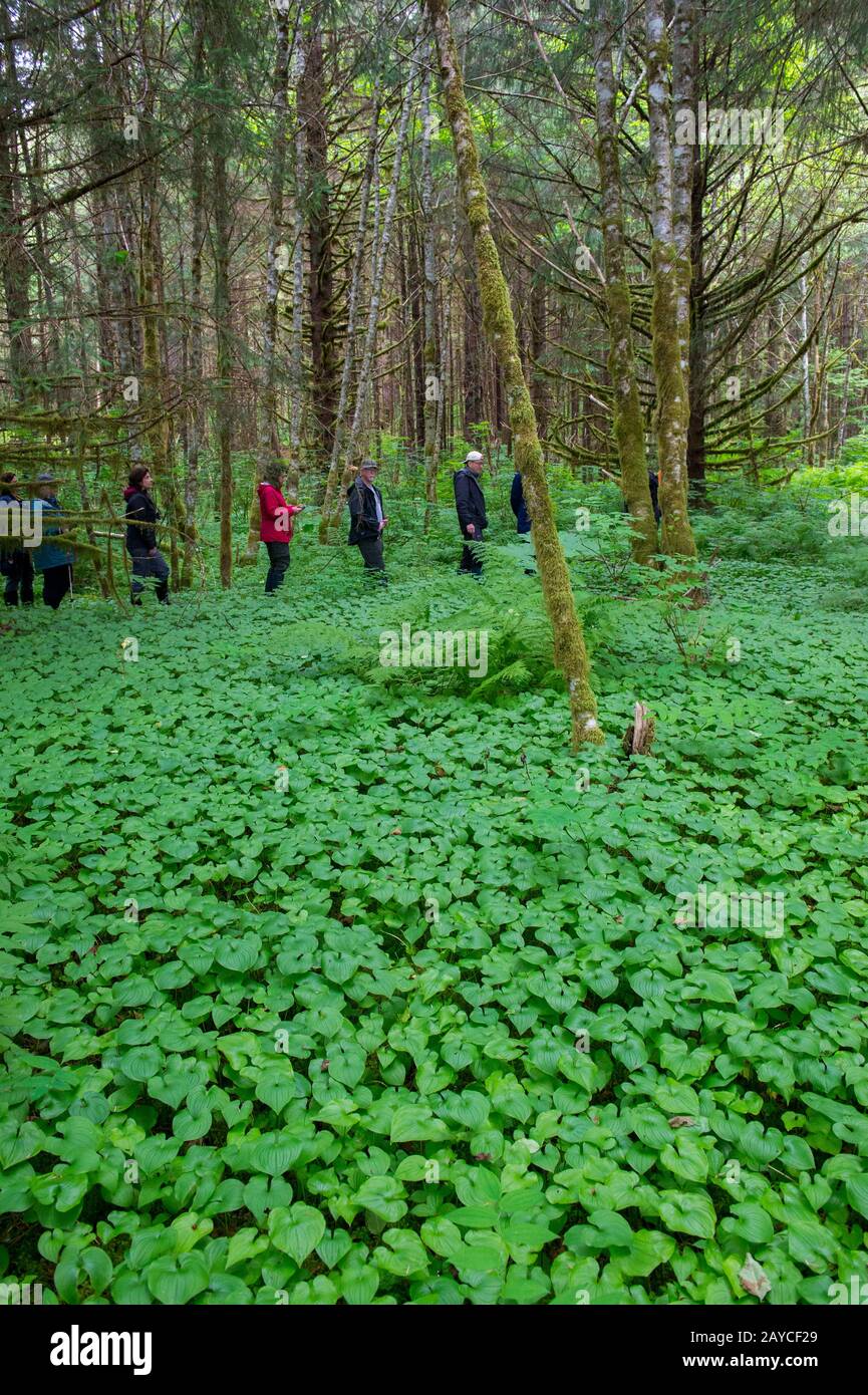 Passengers from the cruise ship Safari Endeavour exploring the forest ...