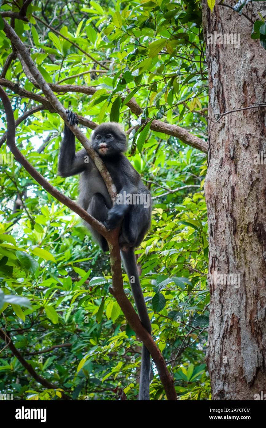 Islands of malaysia hi-res stock photography and images - Alamy