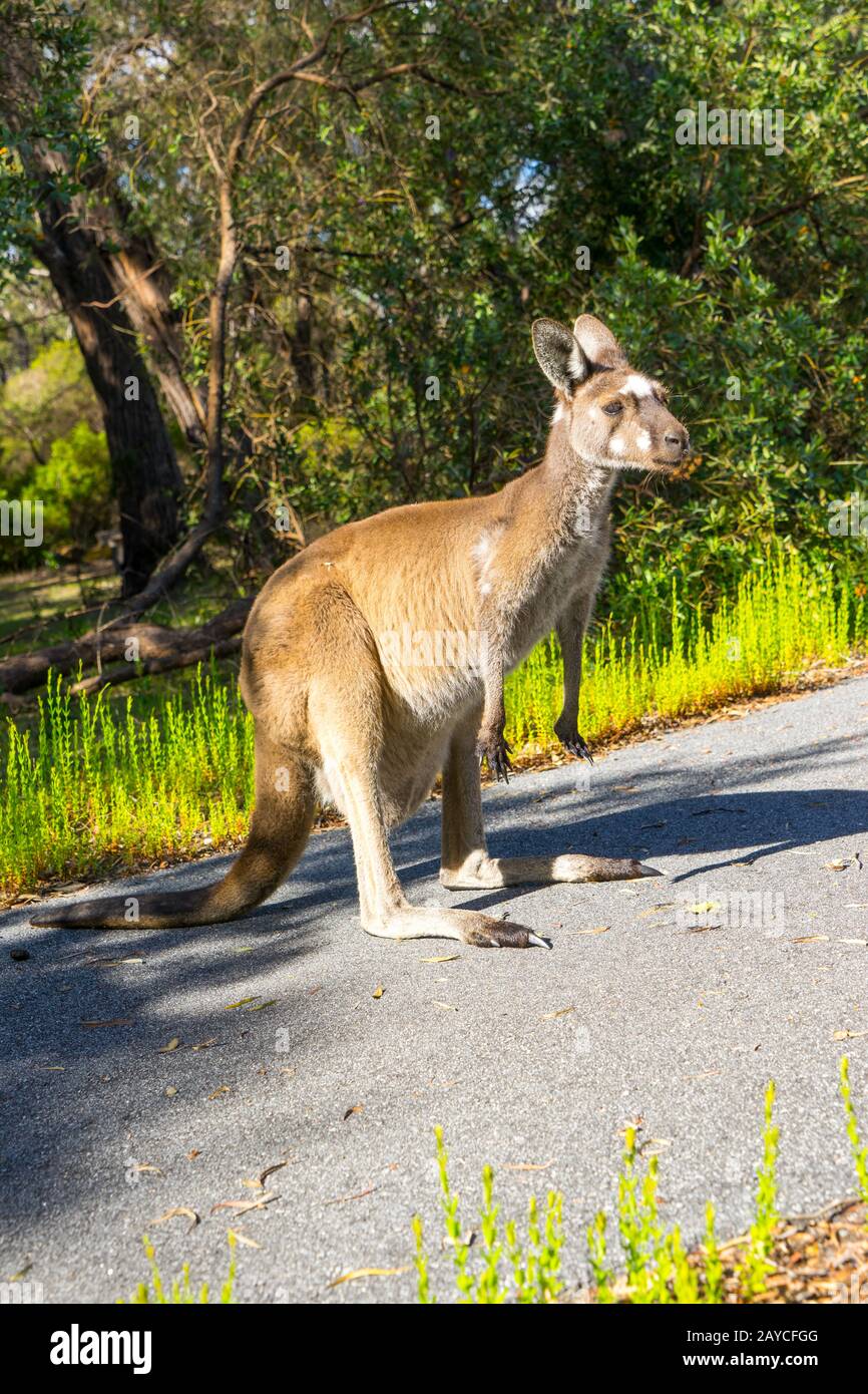 Female with joey suckling hi-res stock photography and images - Alamy