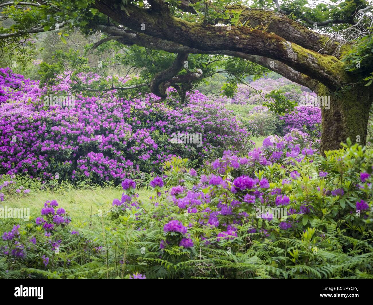 Rhododendron am Killarney National Park in Ireland Stock Photo - Alamy