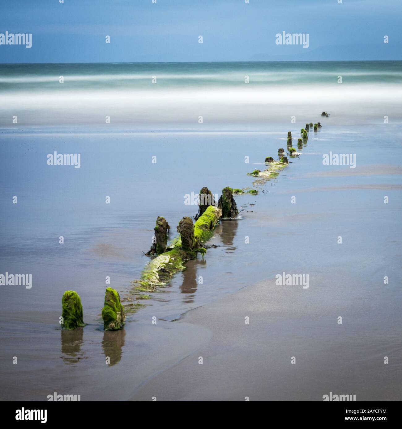 Old poles of a ruined jetty at rossbeigh beach kerry ireland Stock ...