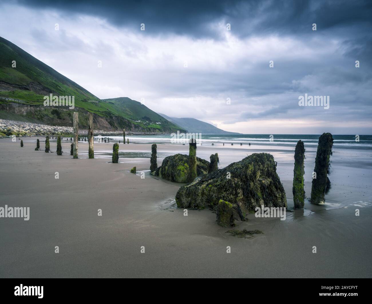 Old poles of a ruined jetty at rossbeigh beach kerry ireland Stock ...