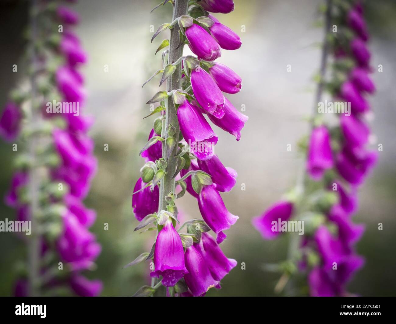 Green thimble hi-res stock photography and images - Alamy