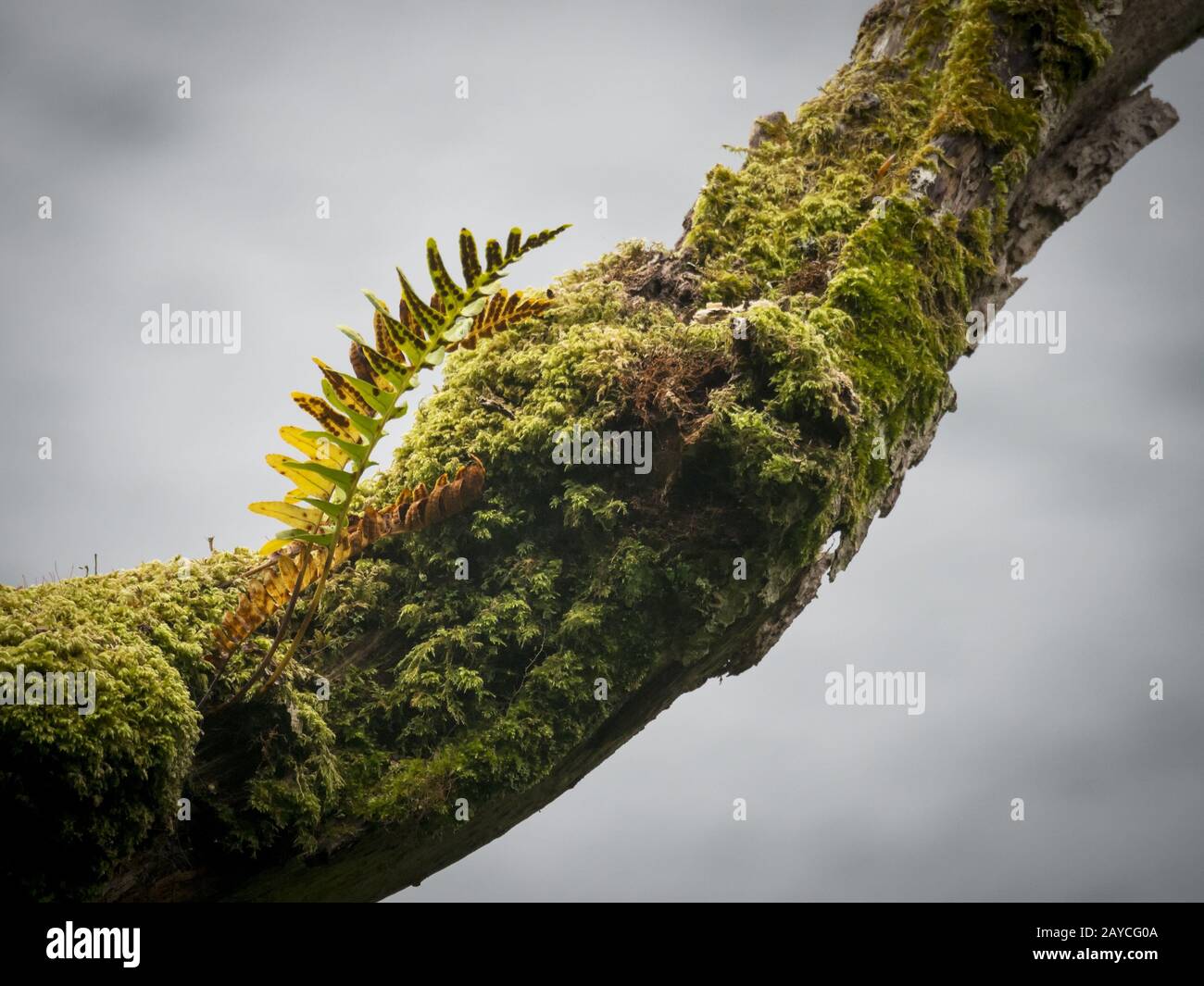 Tree with moss on fern on it Stock Photo - Alamy