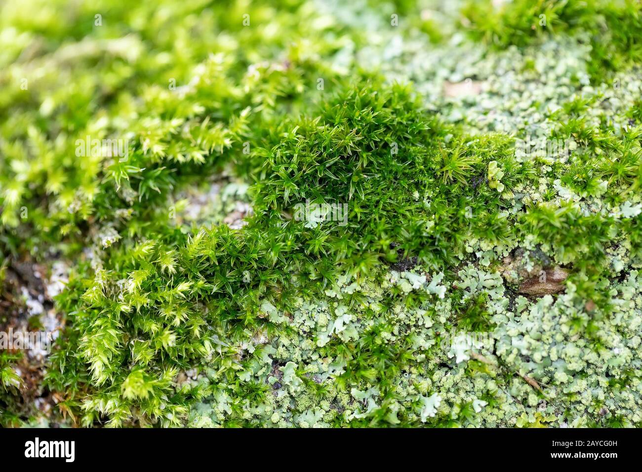 Bryophyta bryophyte moss plant hi-res stock photography and images - Alamy