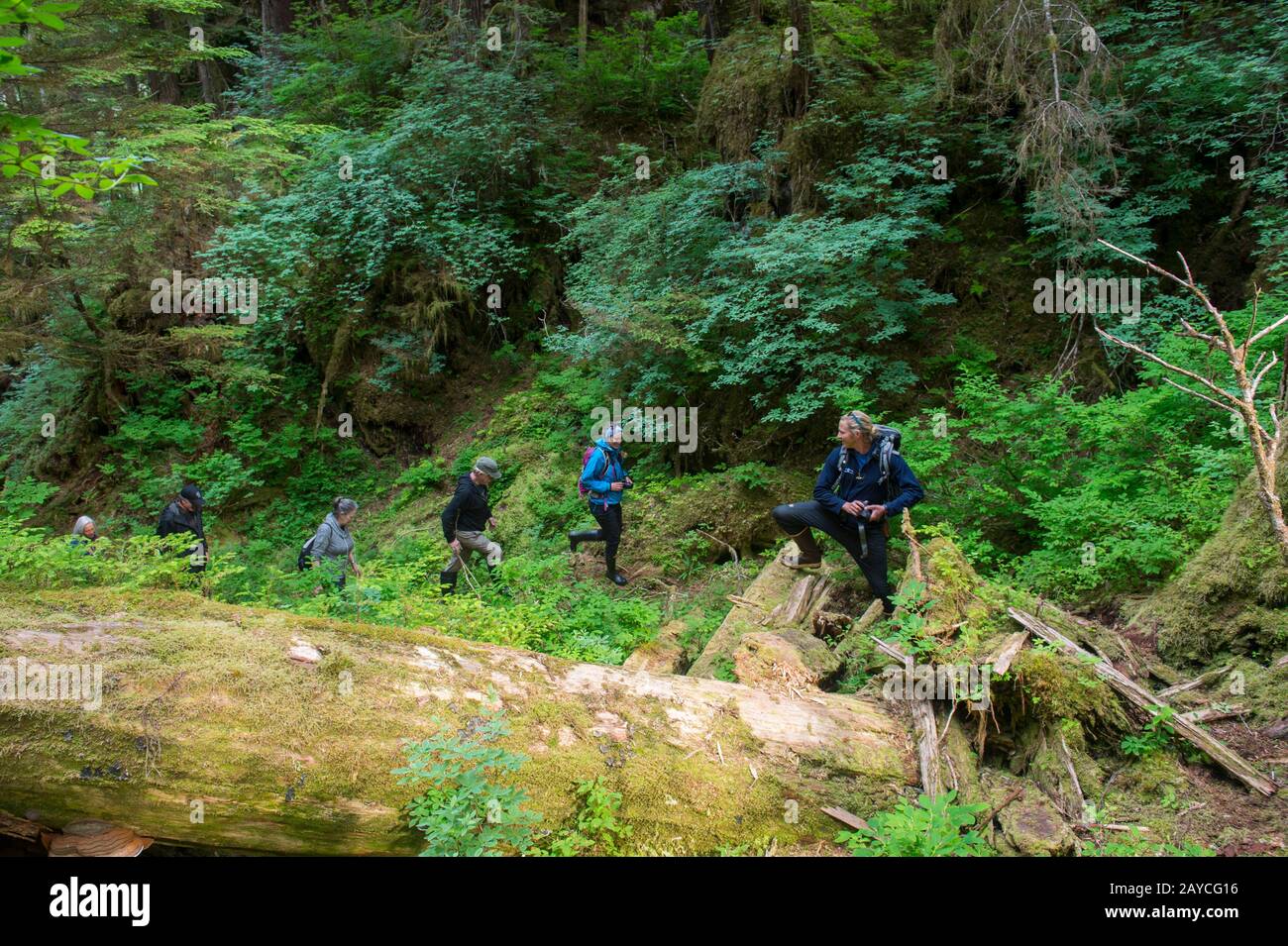 People bushwhacking through the forest in Takatz Bay on Baranof Island ...