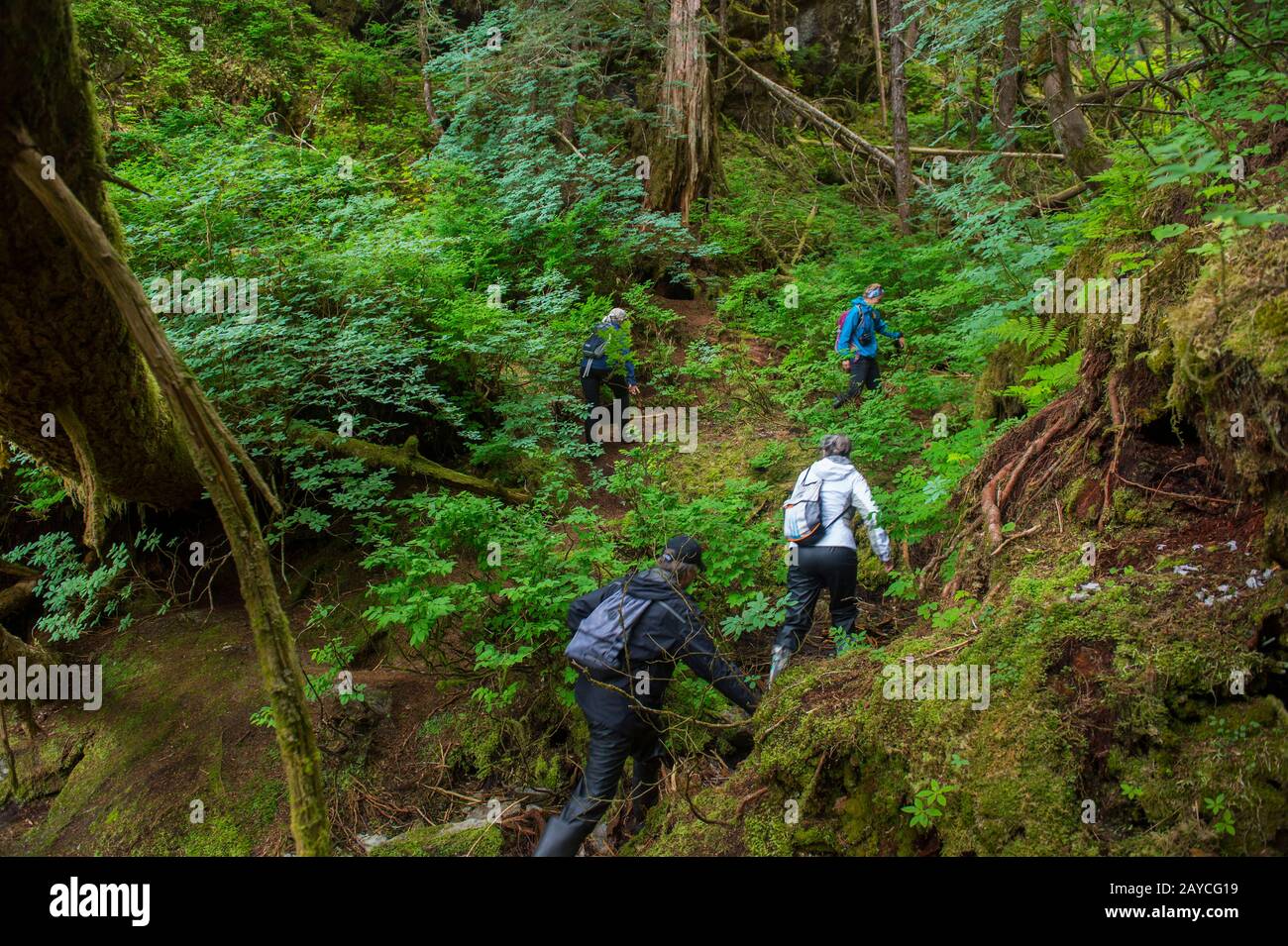 People bushwhacking through the forest in Takatz Bay on Baranof Island ...
