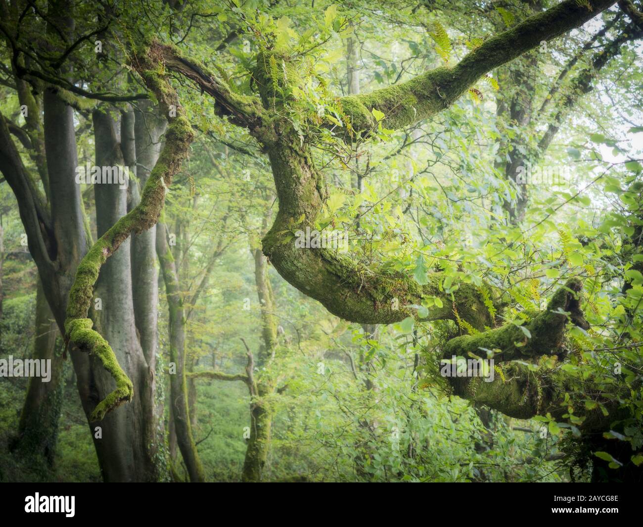 Forest in ireland hi-res stock photography and images - Alamy