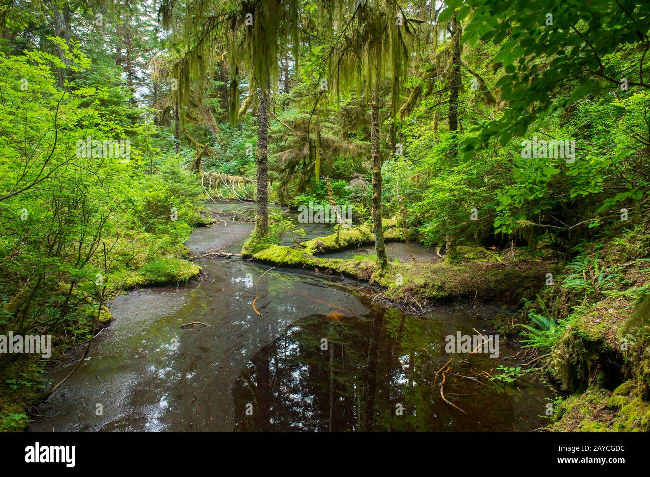 A forest scene at Takatz Bay on Baranof Island, Tongass National Forest ...