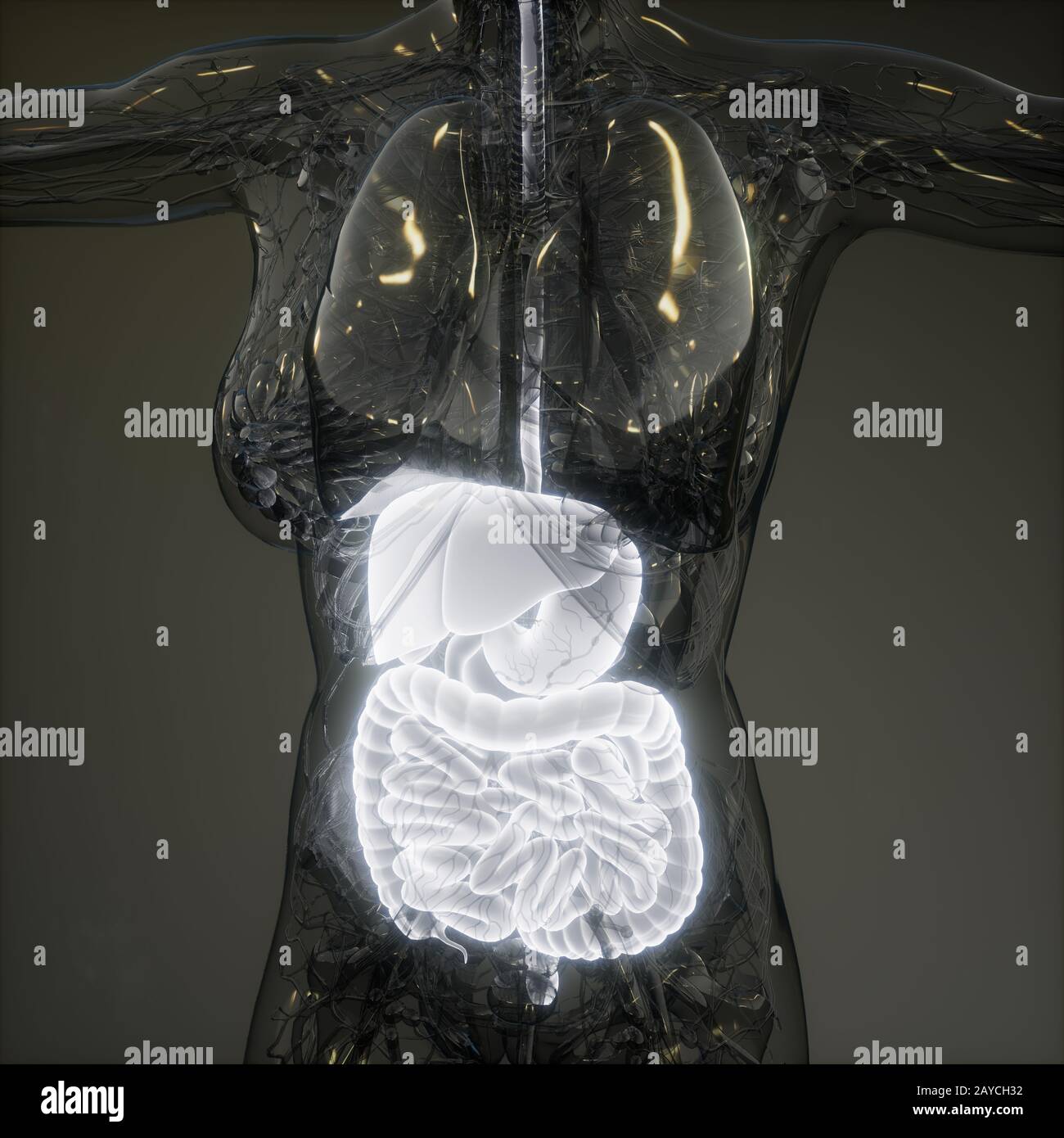 3d illustration of human digestive system parts and functions Stock ...
