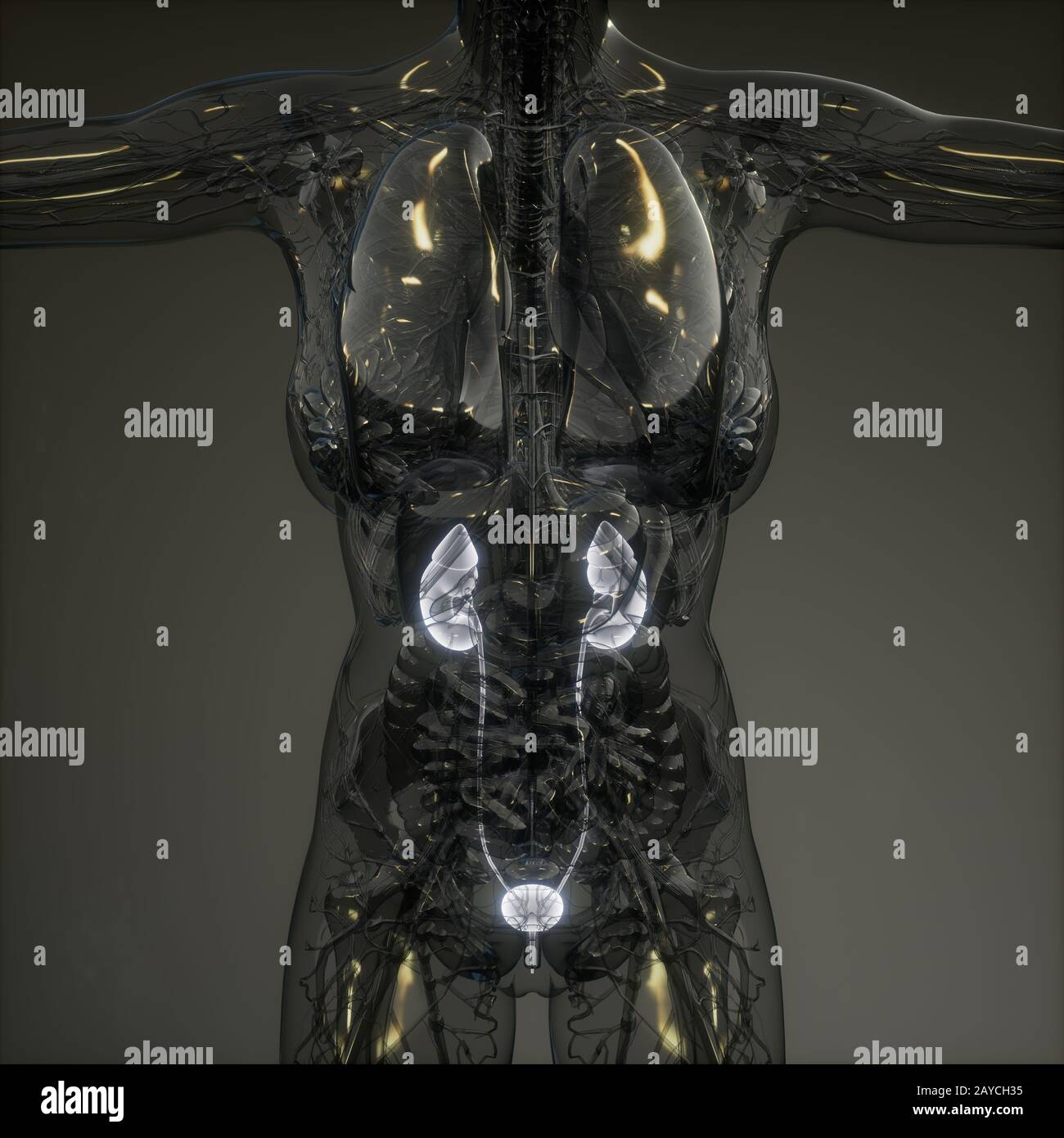 Testicles Anatomy Stock Photos & Testicles Anatomy Stock Images - Alamy