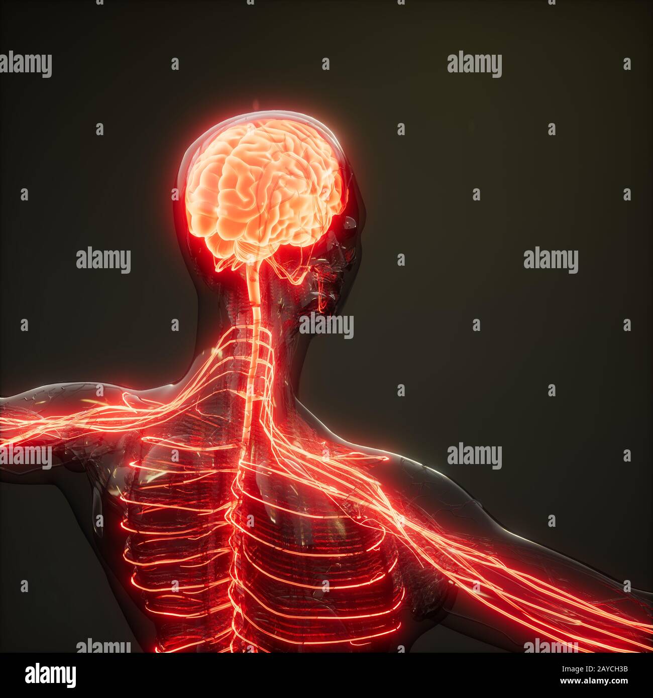 Human Brain Radiology Exam Stock Photo - Alamy