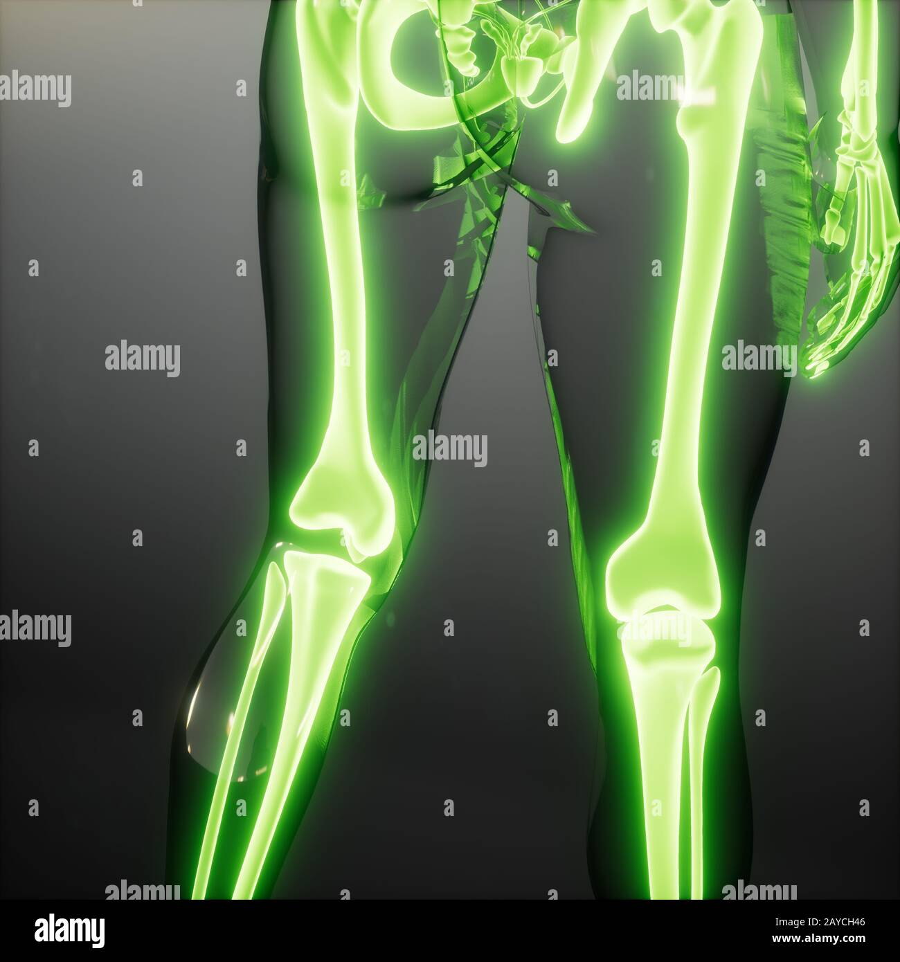 Transparent Human Body with Visible Bones Stock Photo - Alamy