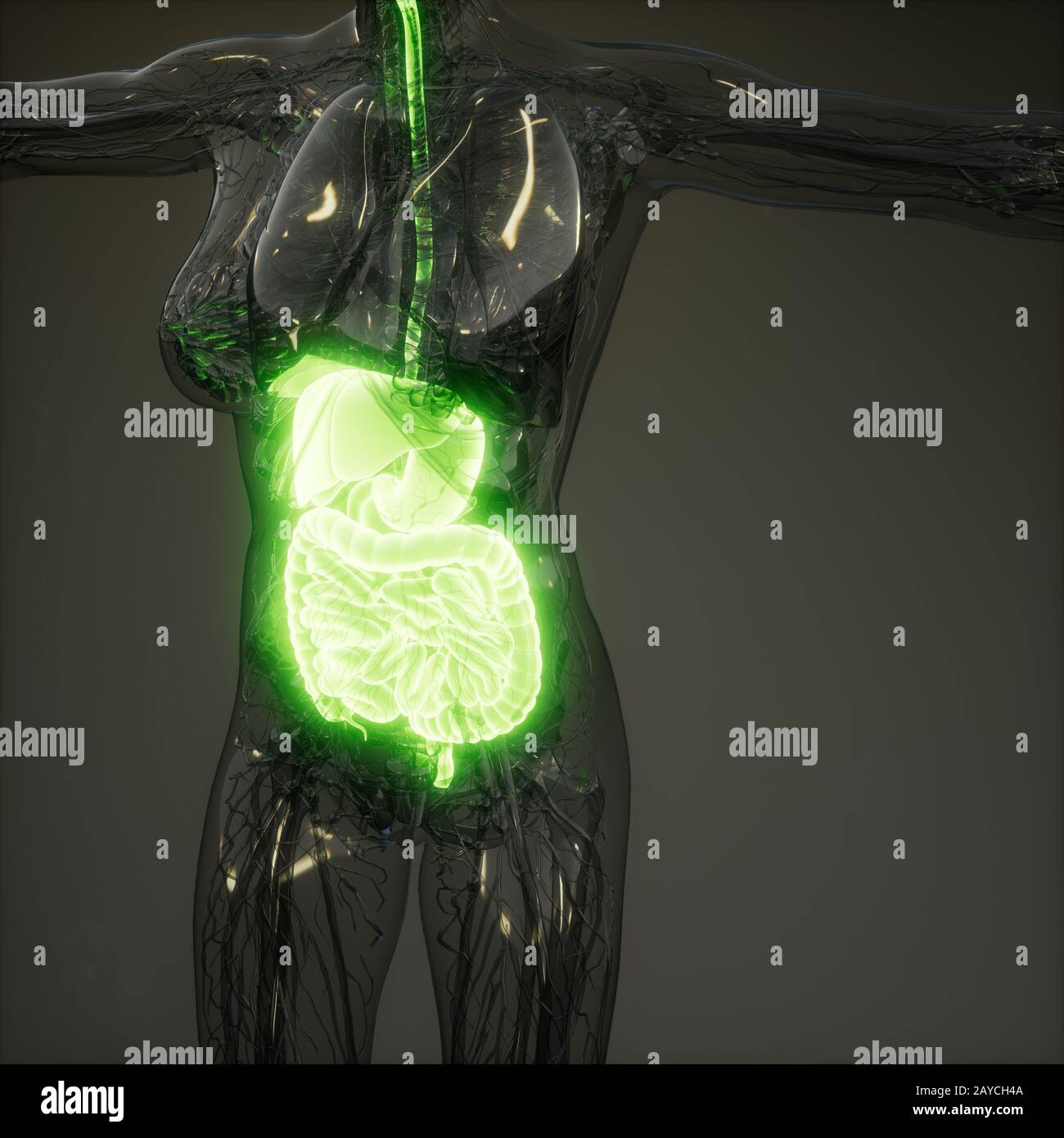 3d illustration of human digestive system parts and functions Stock ...