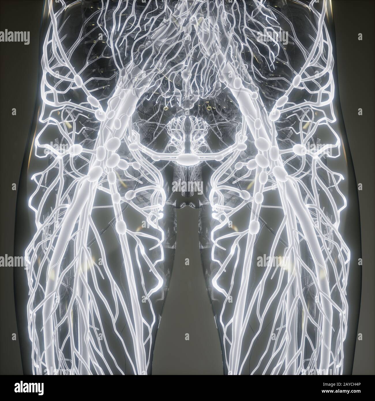 Blood Vessels of Human Body Stock Photo - Alamy