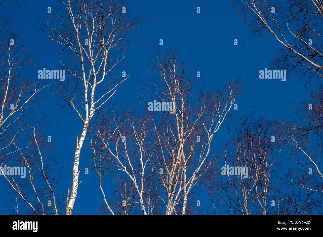 Birch tree without leaves hi-res stock photography and images - Alamy