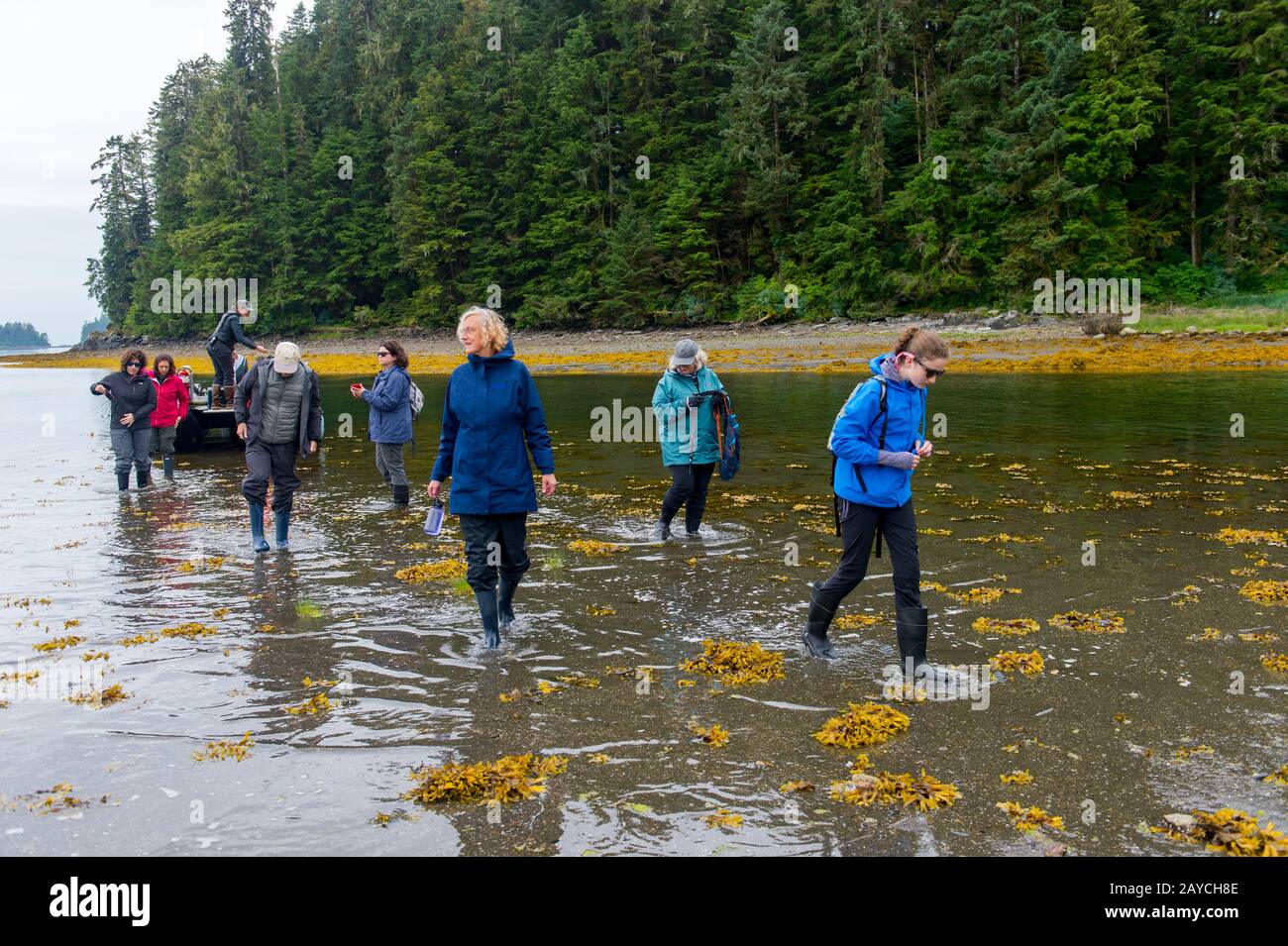 Passengers from the cruise ship Safari Endeavour exploring at low tide ...