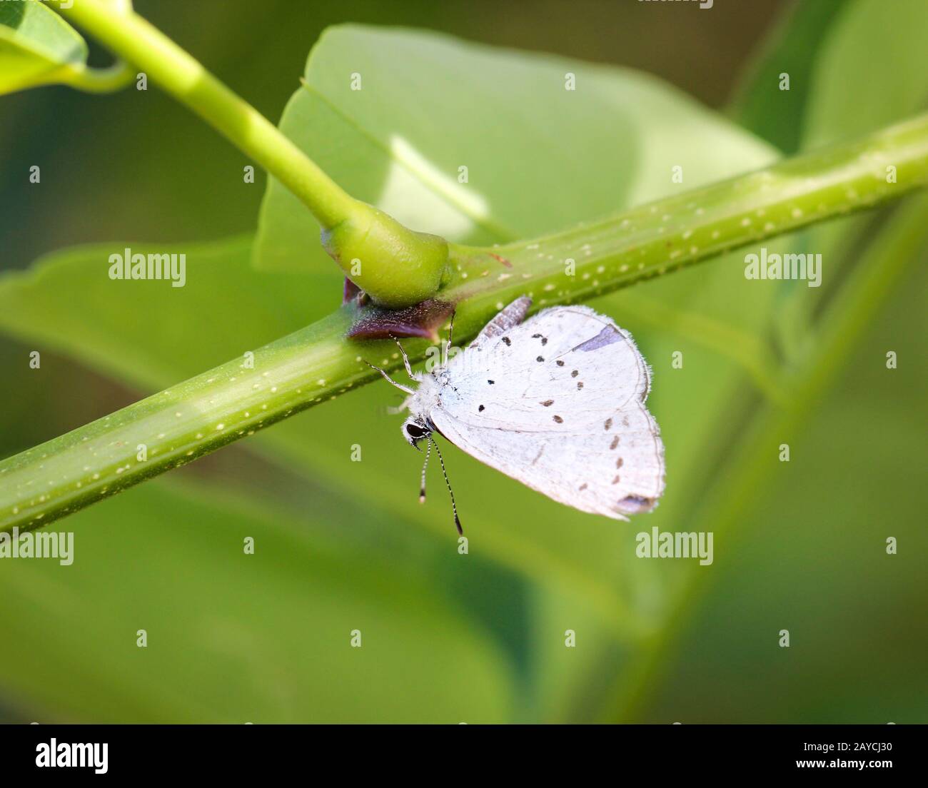 Insect up close hi-res stock photography and images - Alamy