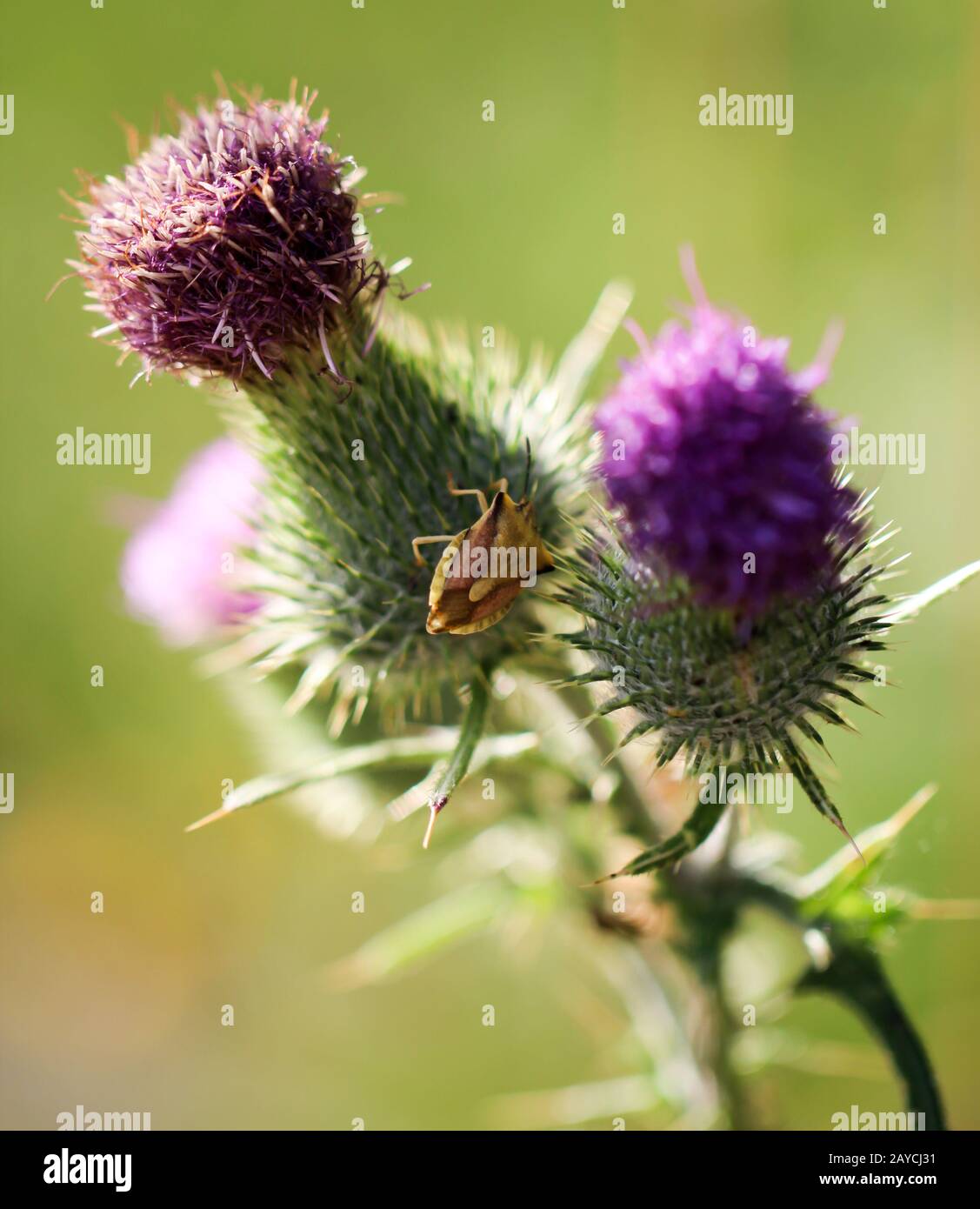 Bug view hi-res stock photography and images - Alamy