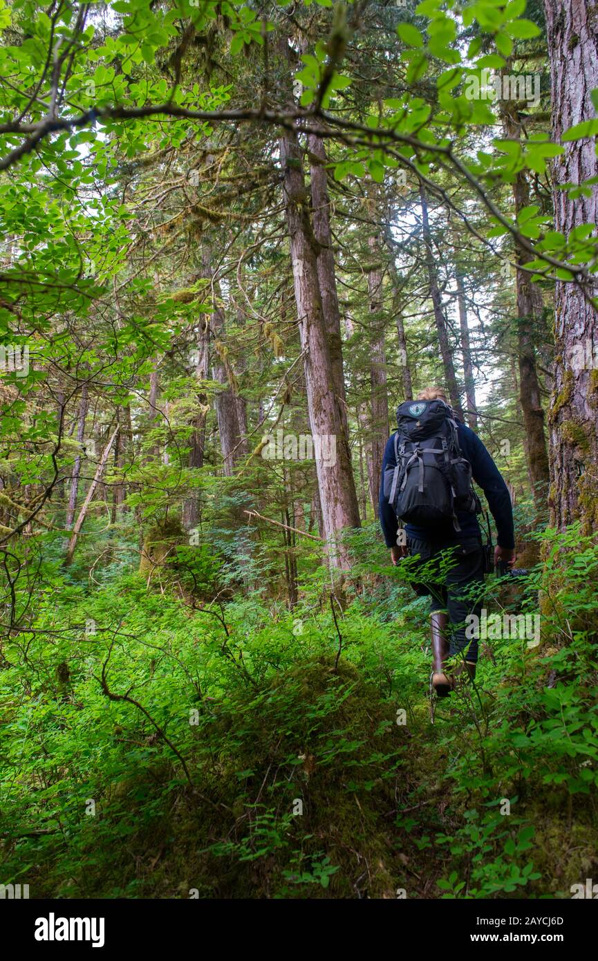 People bushwhacking in the forest of Takatz Bay on Baranof Island ...